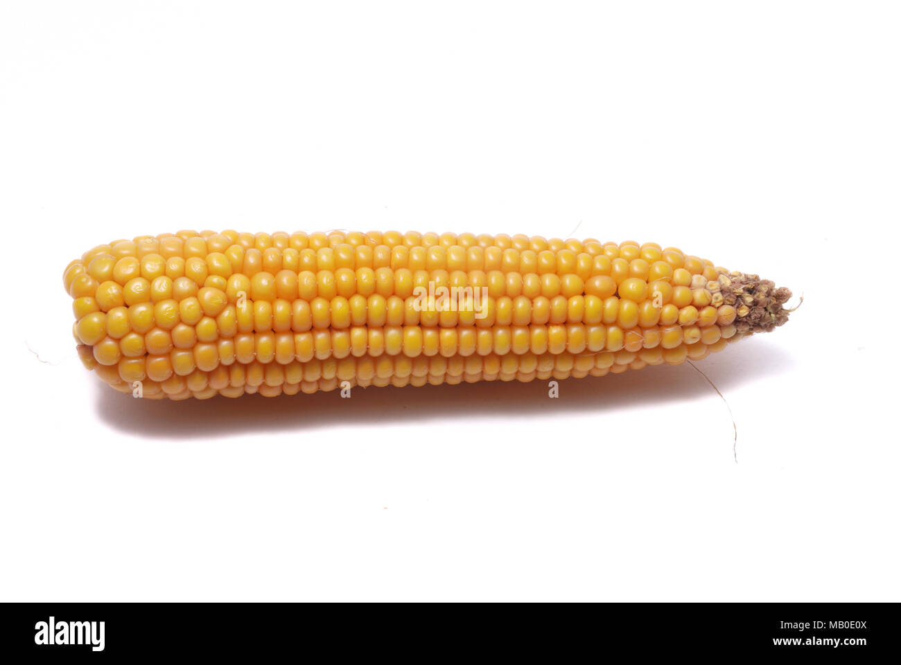 An ear of ripe corn Stock Photo - Alamy