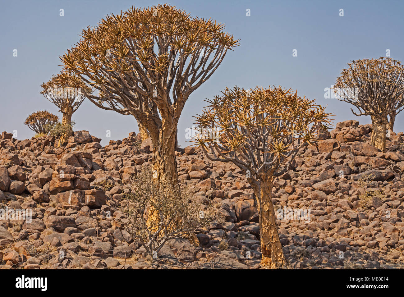 Aloidendron dichotomum, the Quiver Tree. in Southern Namibia 5 Stock ...