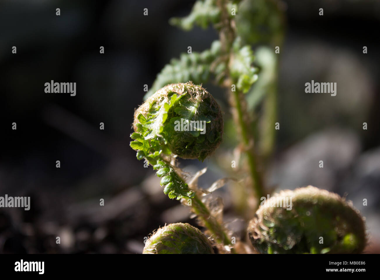 Spring young fern green nature fresh botany outdoor Stock Photo - Alamy