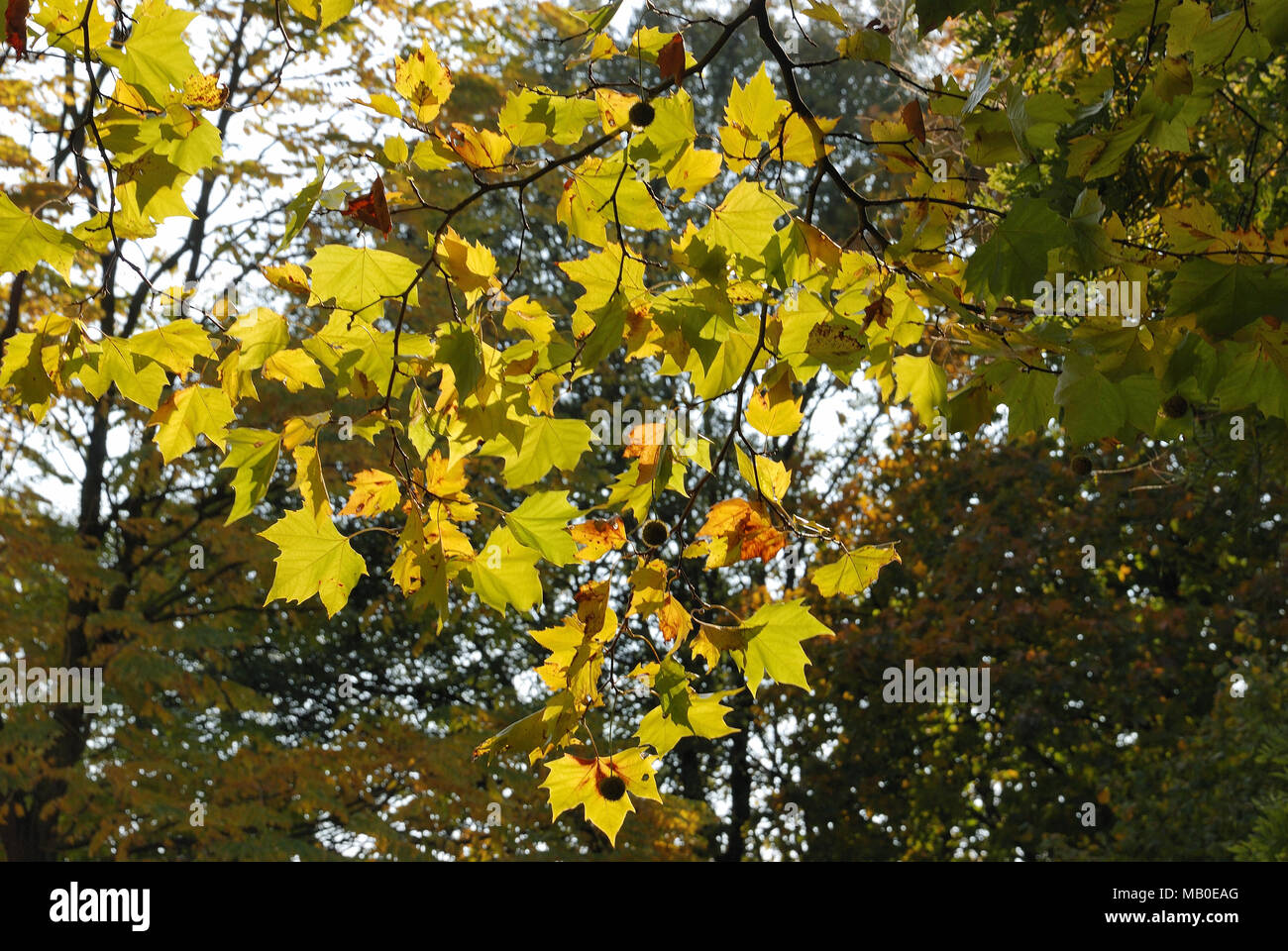 Tree in autumn colors Stock Photo - Alamy