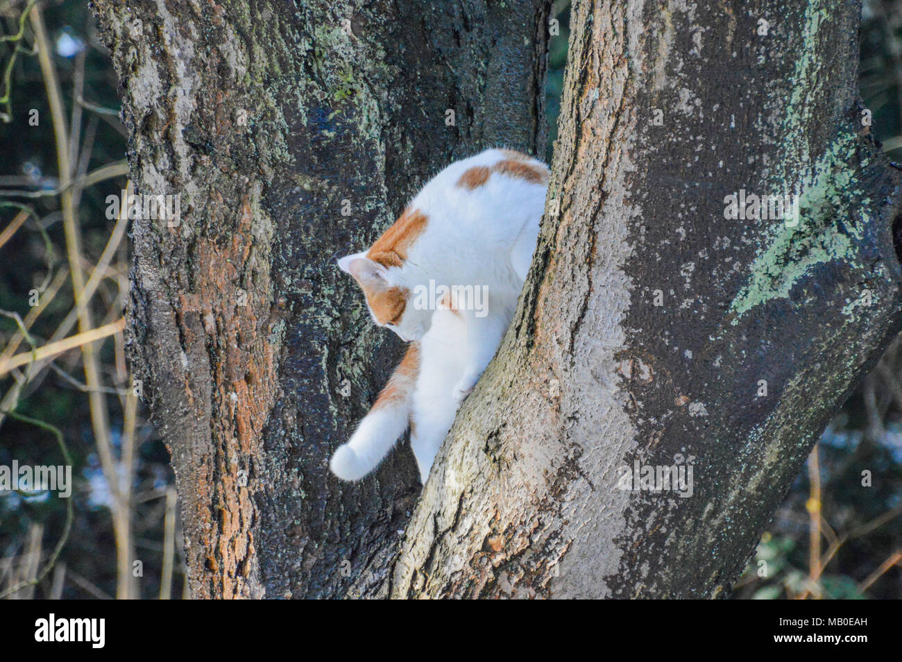 Cat In A Tree Stock Photo - Alamy