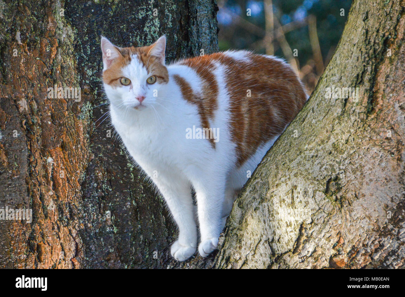 Cat In A Tree Stock Photo - Alamy