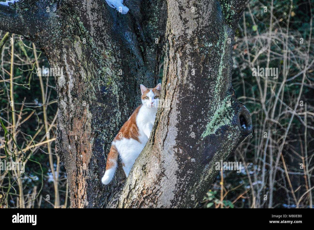 Cat In A Tree Stock Photo - Alamy