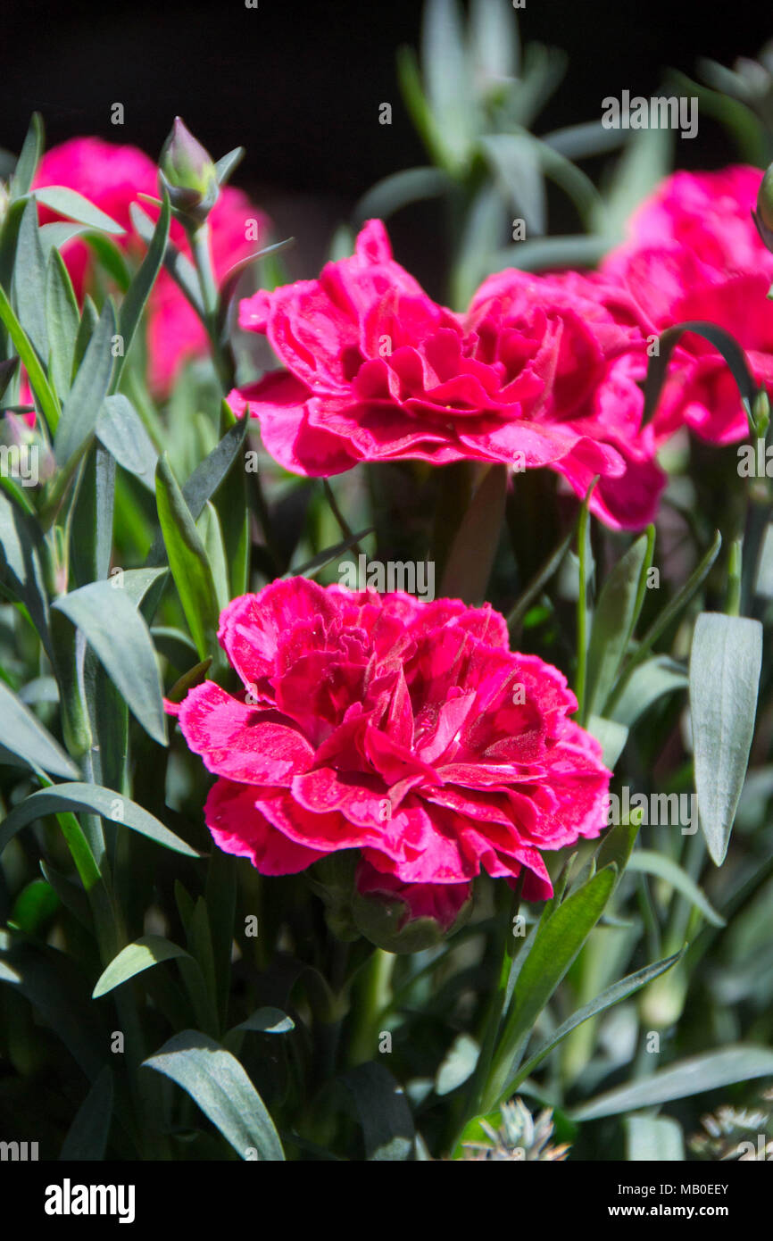 Turkish carnation pink hi-res stock photography and images - Alamy