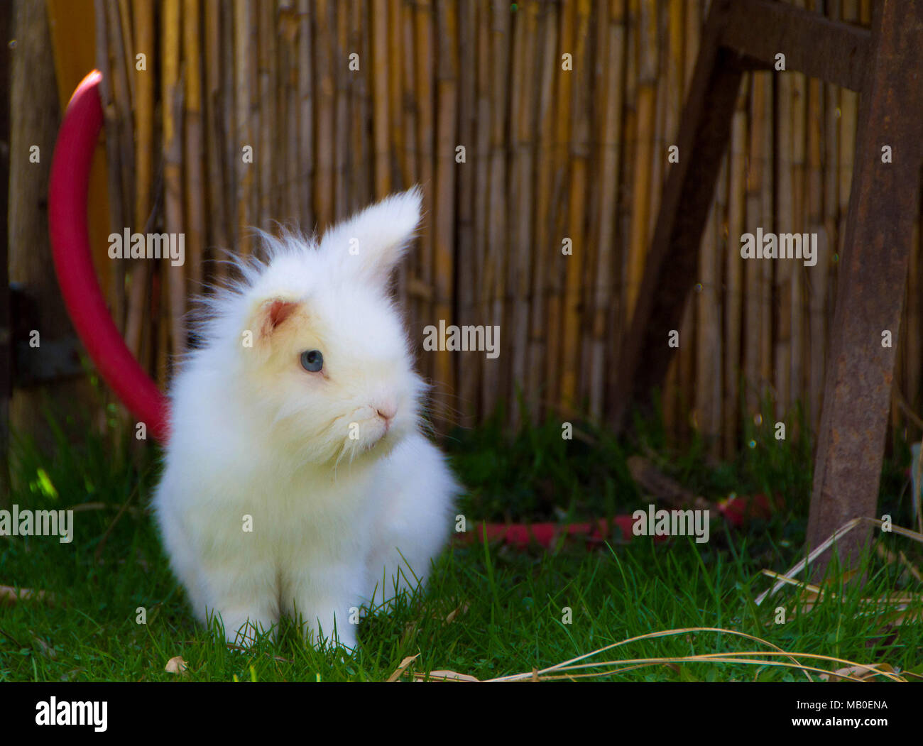 Rabbit with blue eyes hi-res stock photography and images - Alamy