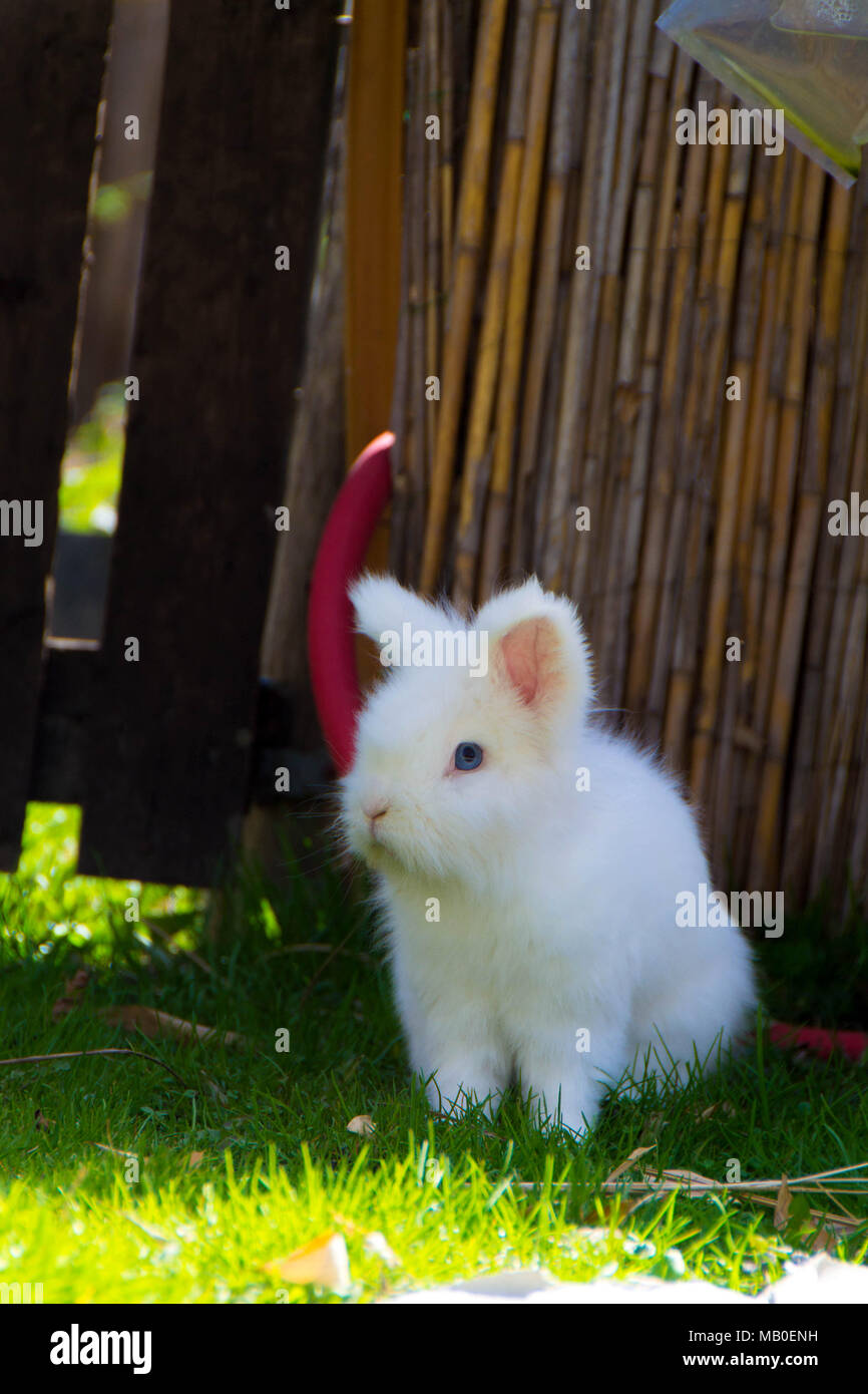 Little White Rabbit. Rabbit, with blue eyes, playing in the grass Stock ...
