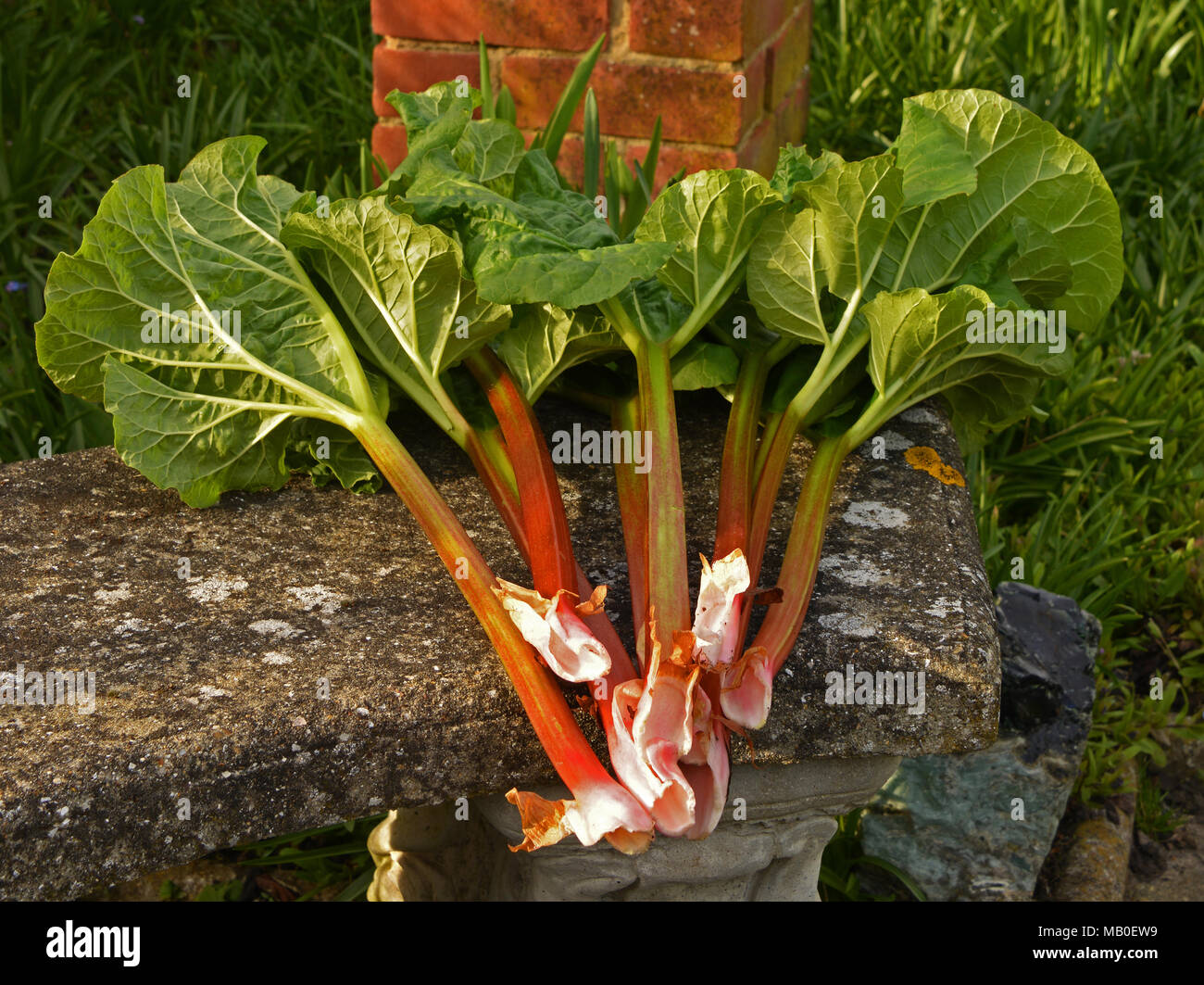 Exalic acid hi-res stock photography and images - Alamy