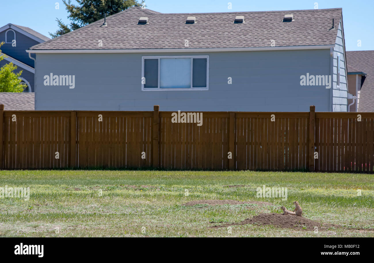 Black-tailed Prairie Dogs (Cynomys ludovicianus) at their burrow in ...