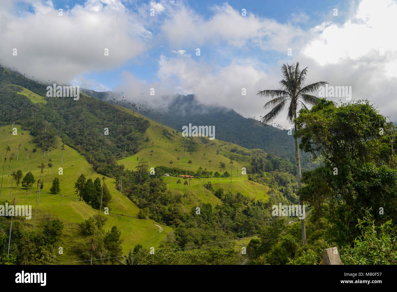 Pictures taken in Valle de Cocora, Salento, Colombia Stock Photo - Alamy
