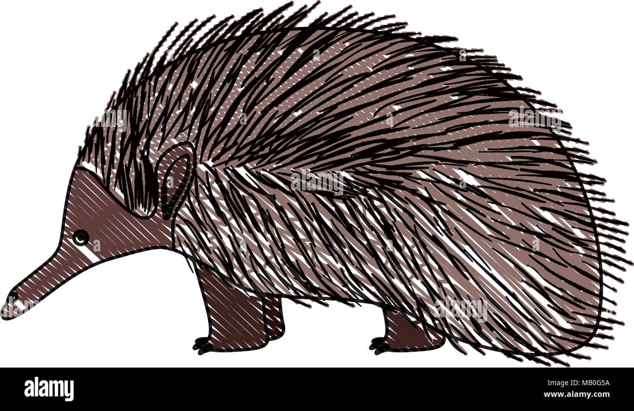 Illustration Echidna Stock Photos & Illustration Echidna Stock Images ...