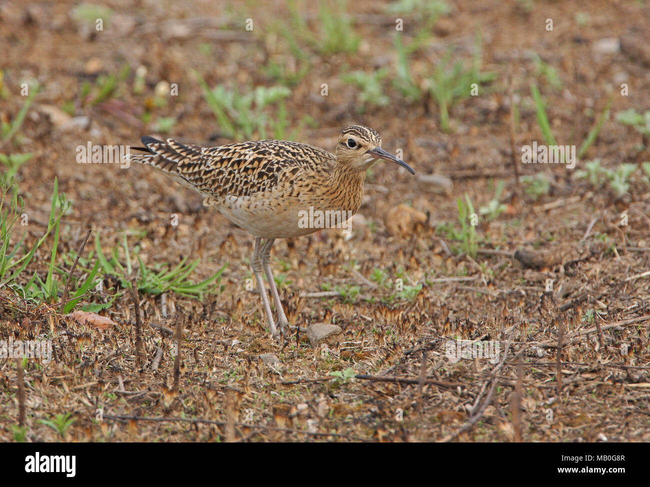 Little curlew numenius minutus hi-res stock photography and images - Alamy