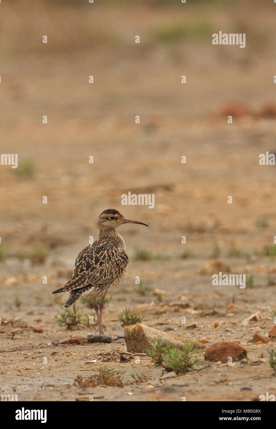 Little curlew numenius minutus hi-res stock photography and images - Alamy