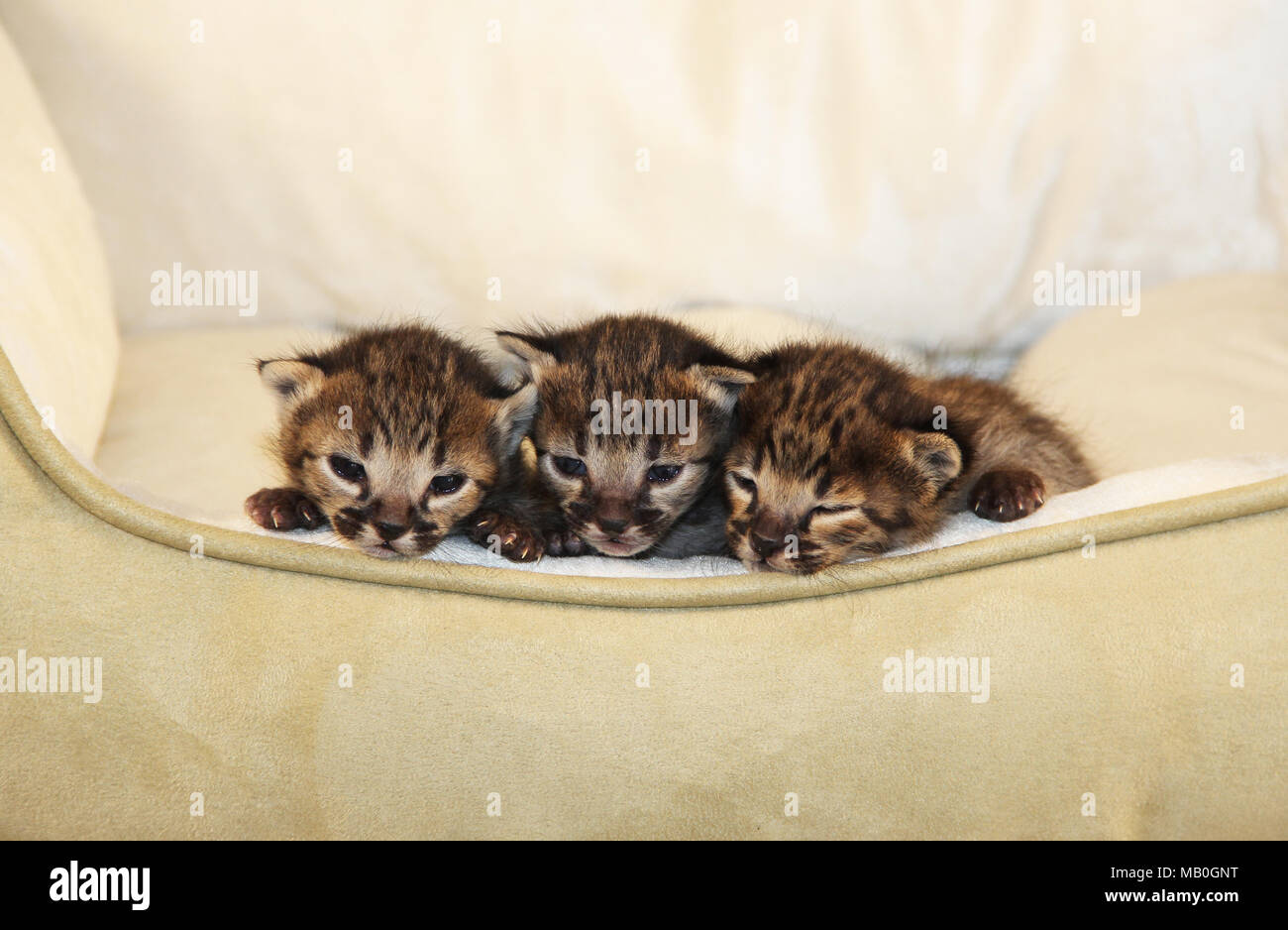 Serval Kittens Serval Cats With Kittens — A CREATIVE ADVENTURE