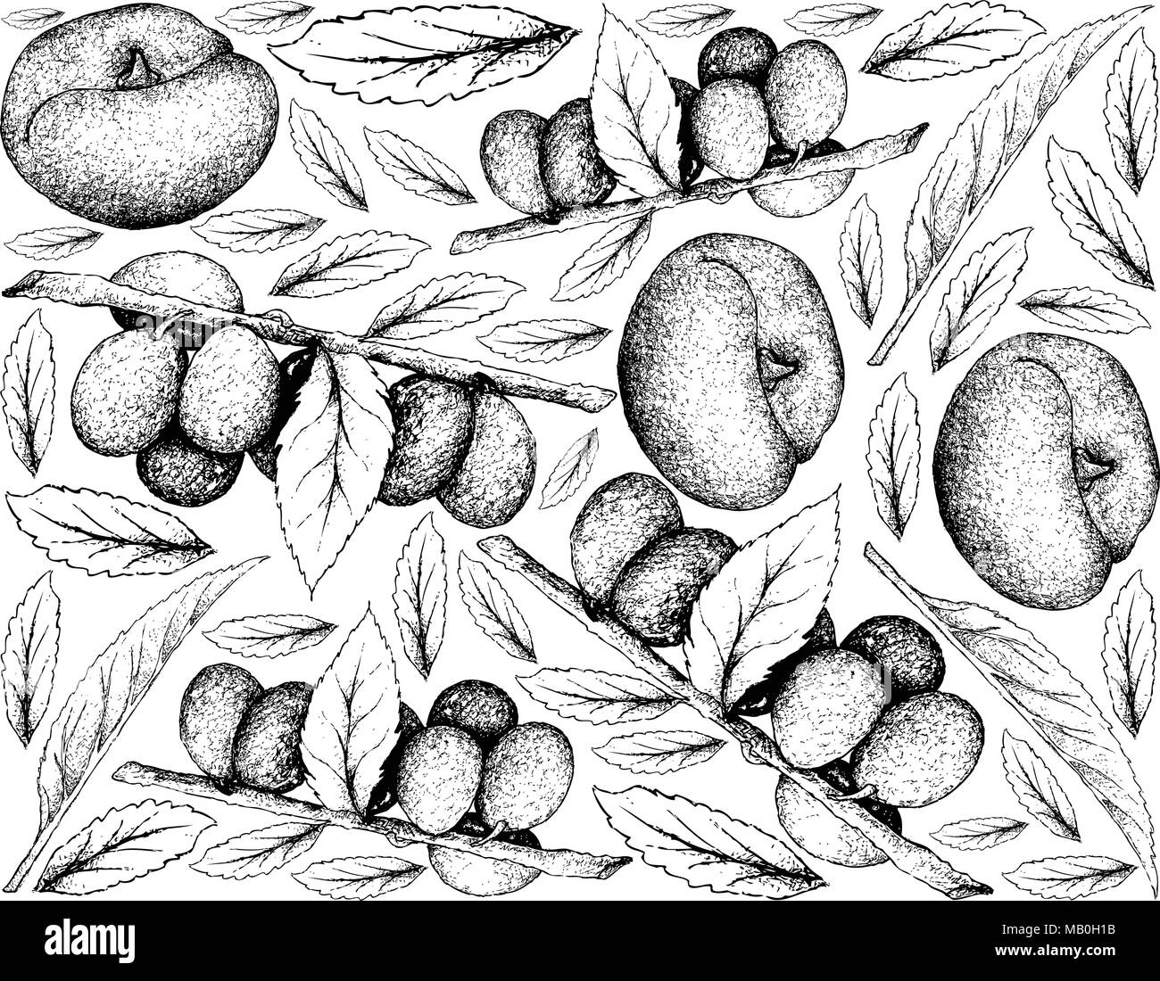 Exotic Fruits, Illustration Wallpaper Background of Hand Drawn Sketch ...