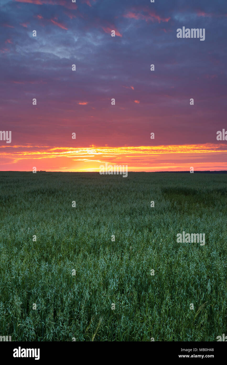 Landscape Of Green Young Oat Plantation In Spring Field Under Scenic ...