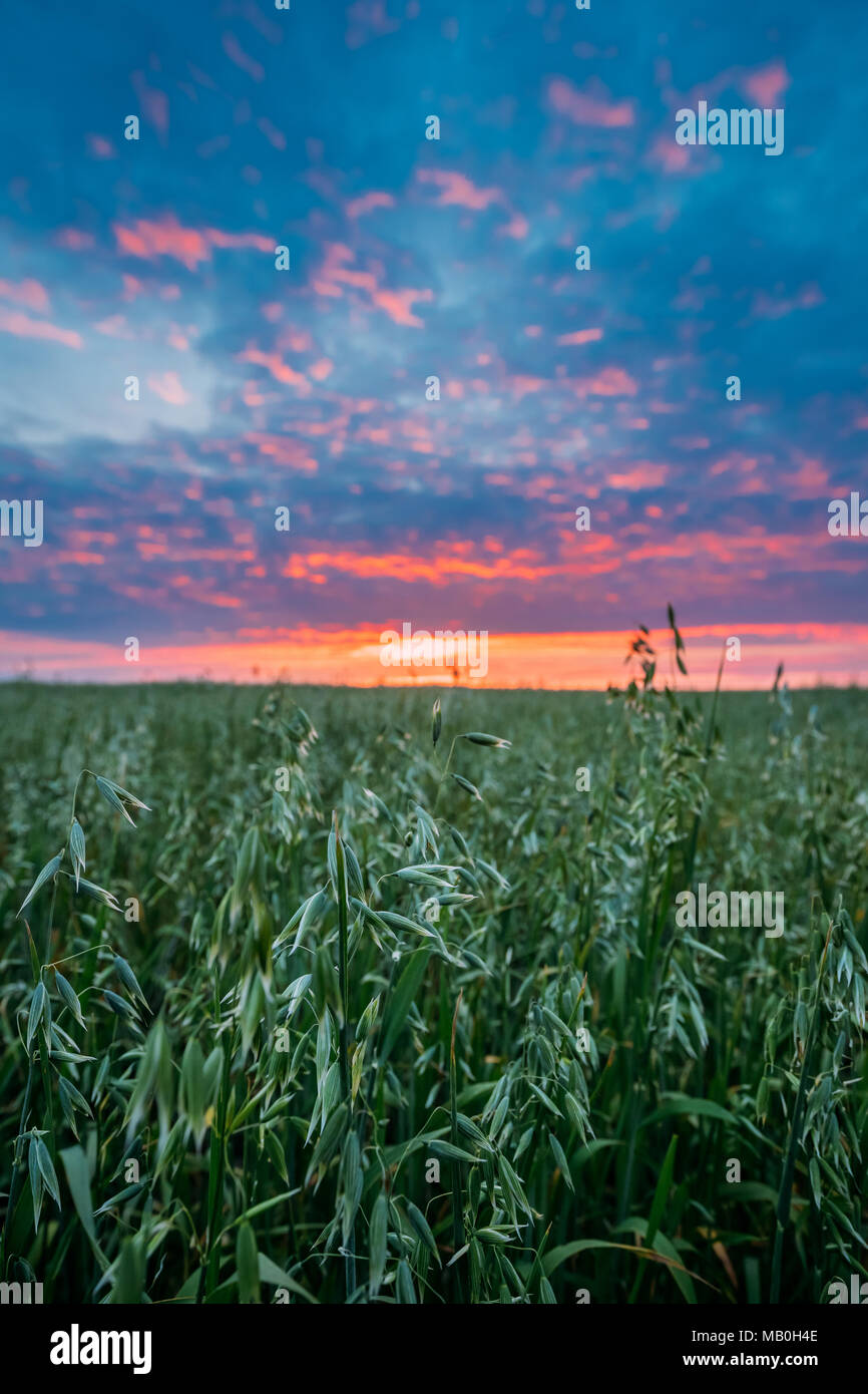Close Up Of Oat Florets In Landscape Of Green Young Oat Plantation In ...