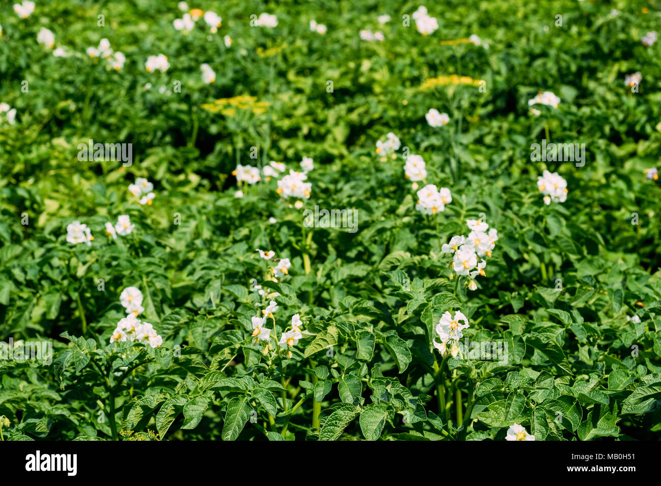 Flowering Blooming Green Vernal Sprouts Of Potato Plant Or Solanum ...