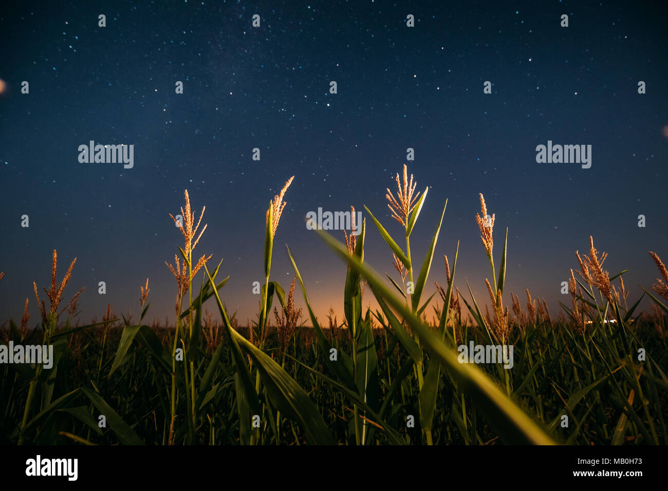 Natural Night Starry Sky Above Green Maize Corn Field Plantation In ...