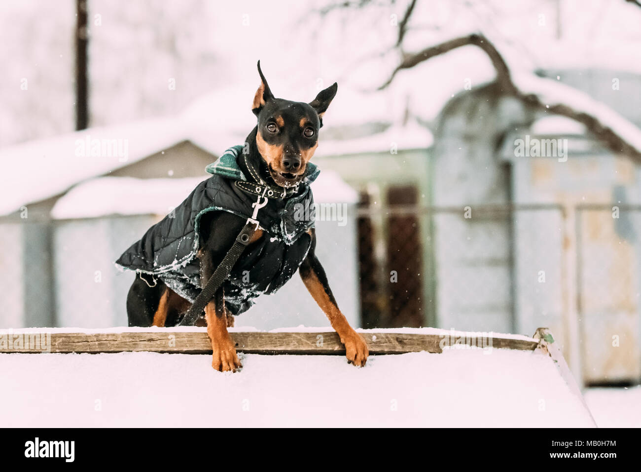 Funny Black Miniature Pinscher Zwergpinscher, Min Pin Dog Playing And ...