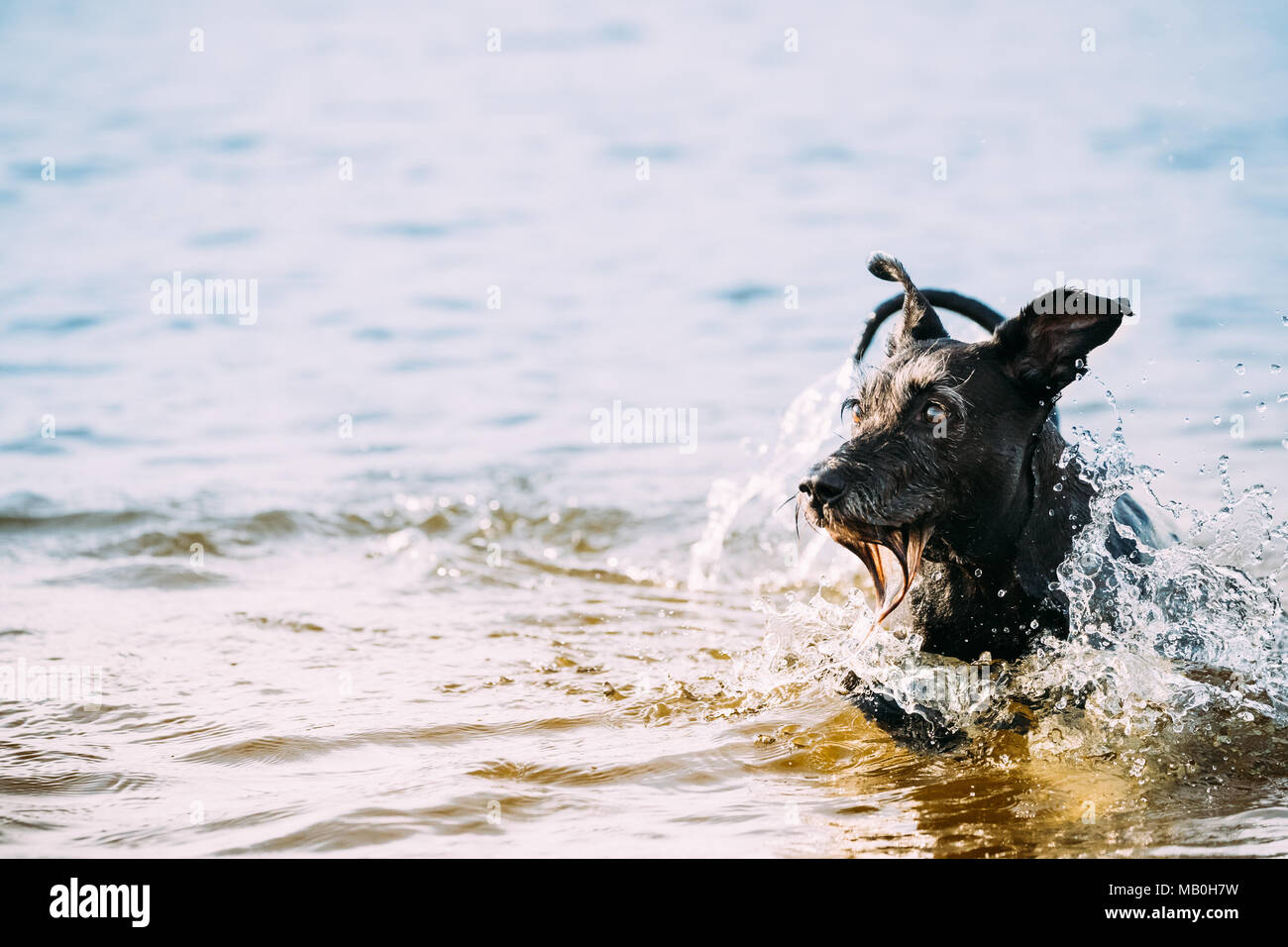 Dog lake swim hi-res stock photography and images - Alamy