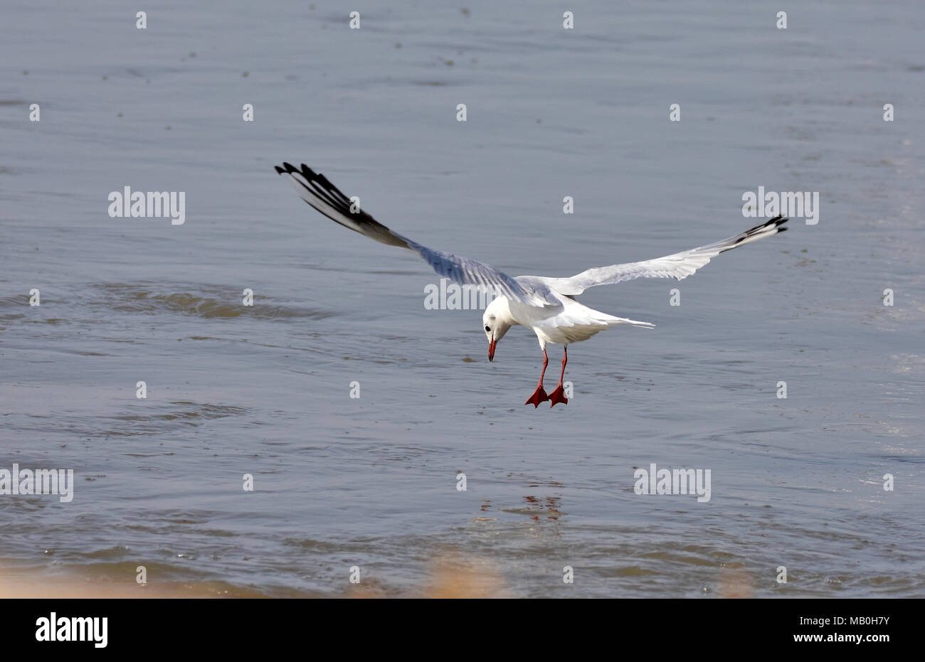 Gulls feeding on fish hi-res stock photography and images - Alamy