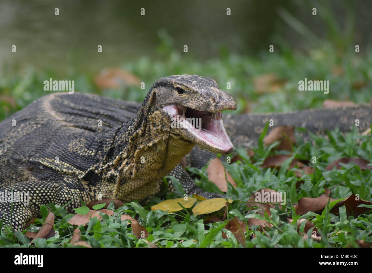 Water Monitor varanus salvator malaysian thai bangkok park lizard wild ...