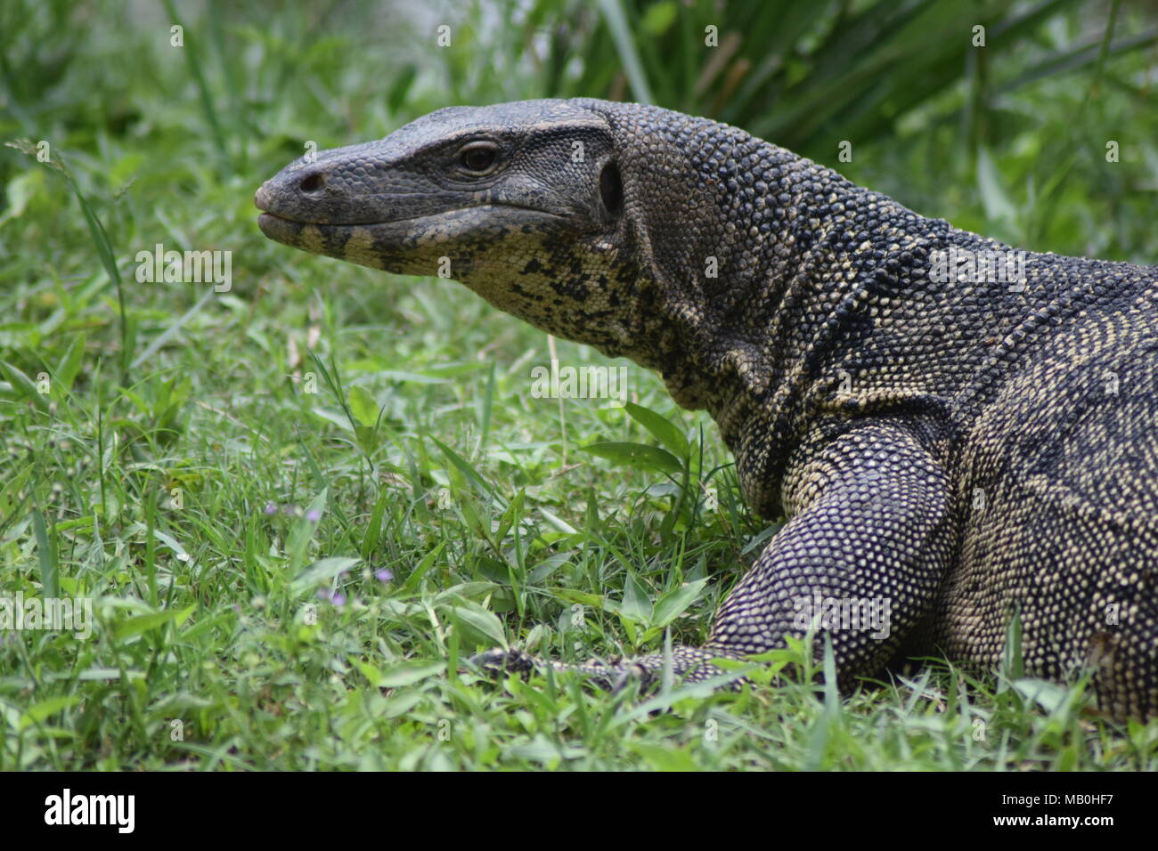 Water Monitor varanus salvator malaysian thai bangkok park lizard wild ...