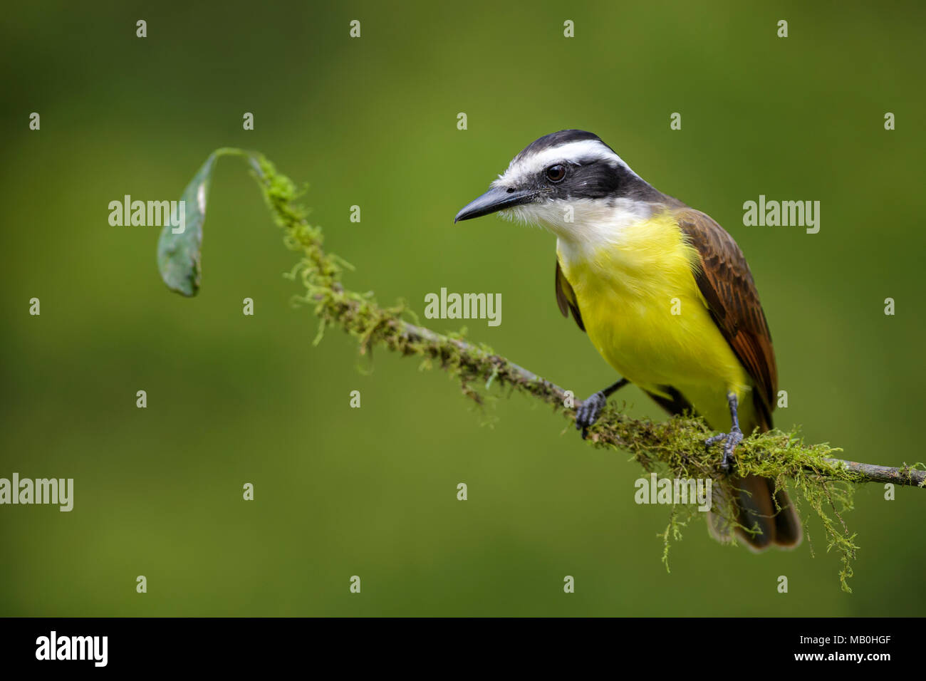 Great Kiskadee - Pitangus sulphuratus, beautiful yellow perching bird ...