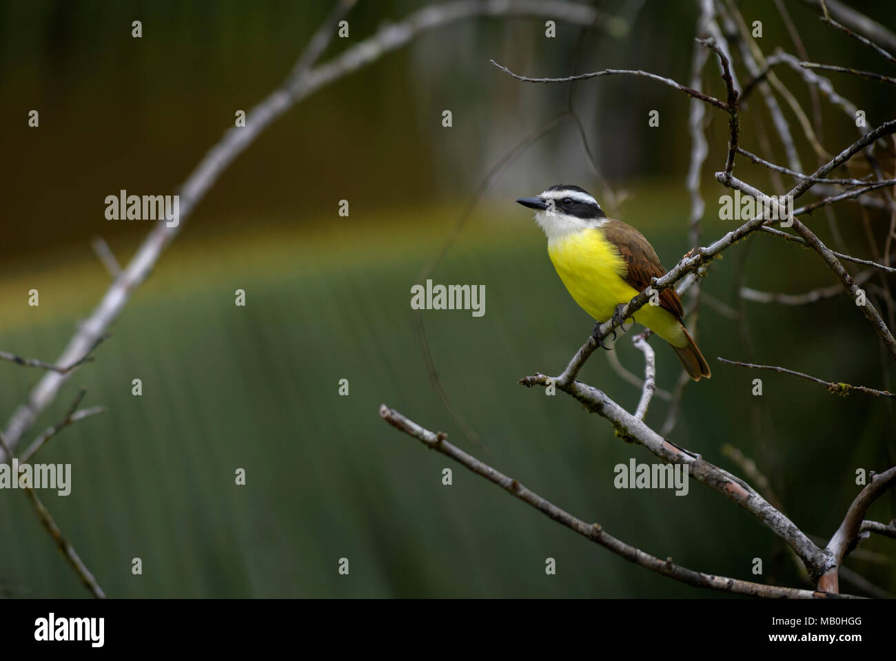 Texas yellow bird hi-res stock photography and images - Alamy