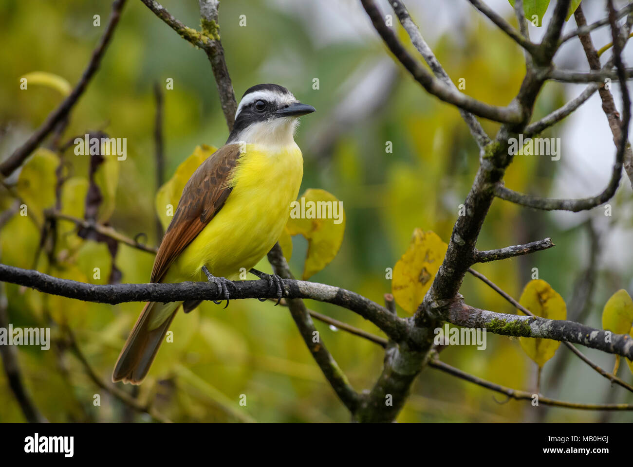 Great Kiskadee - Pitangus sulphuratus, beautiful yellow perching bird ...