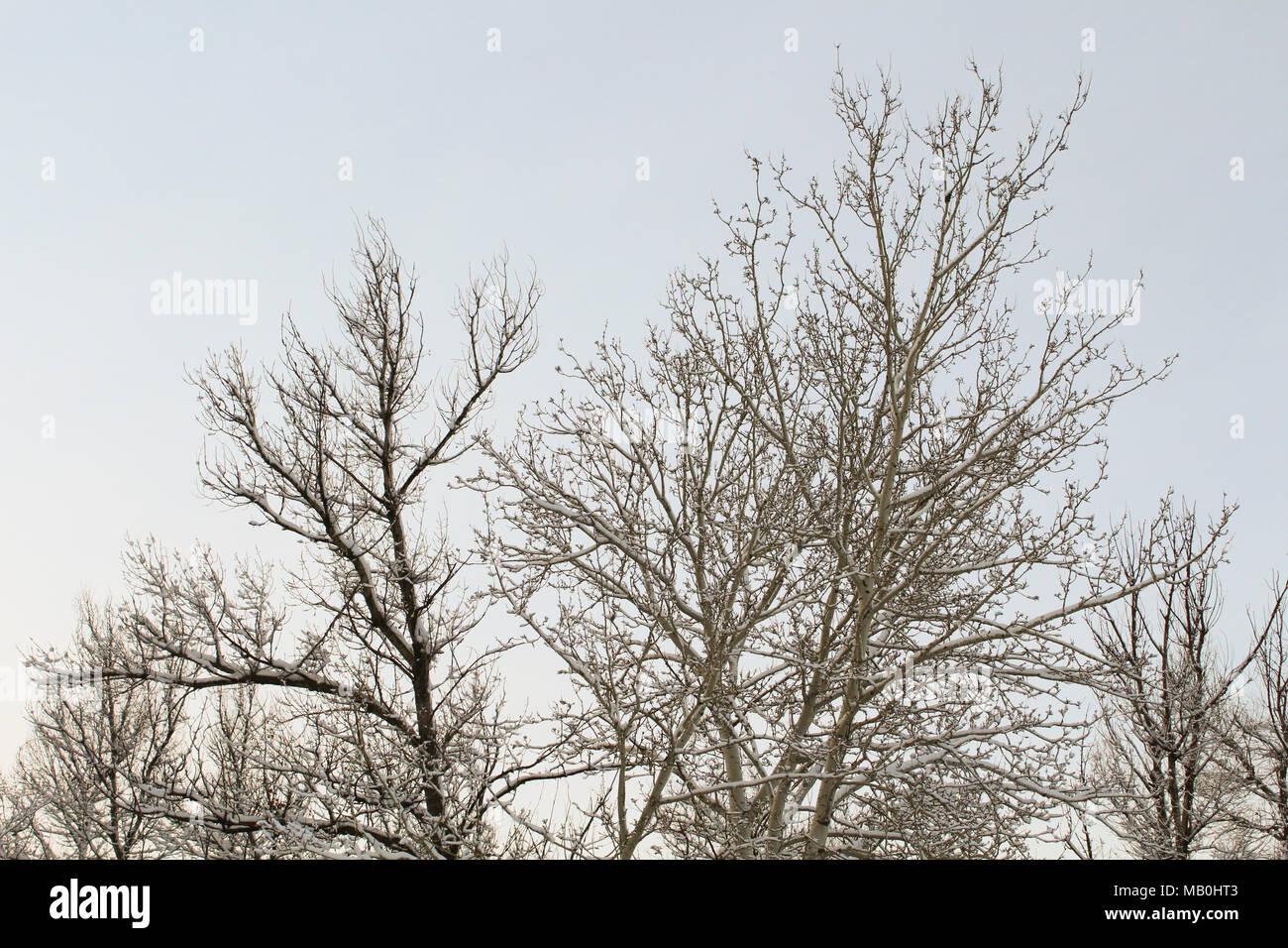 Tree face wonderland forest hi-res stock photography and images - Alamy
