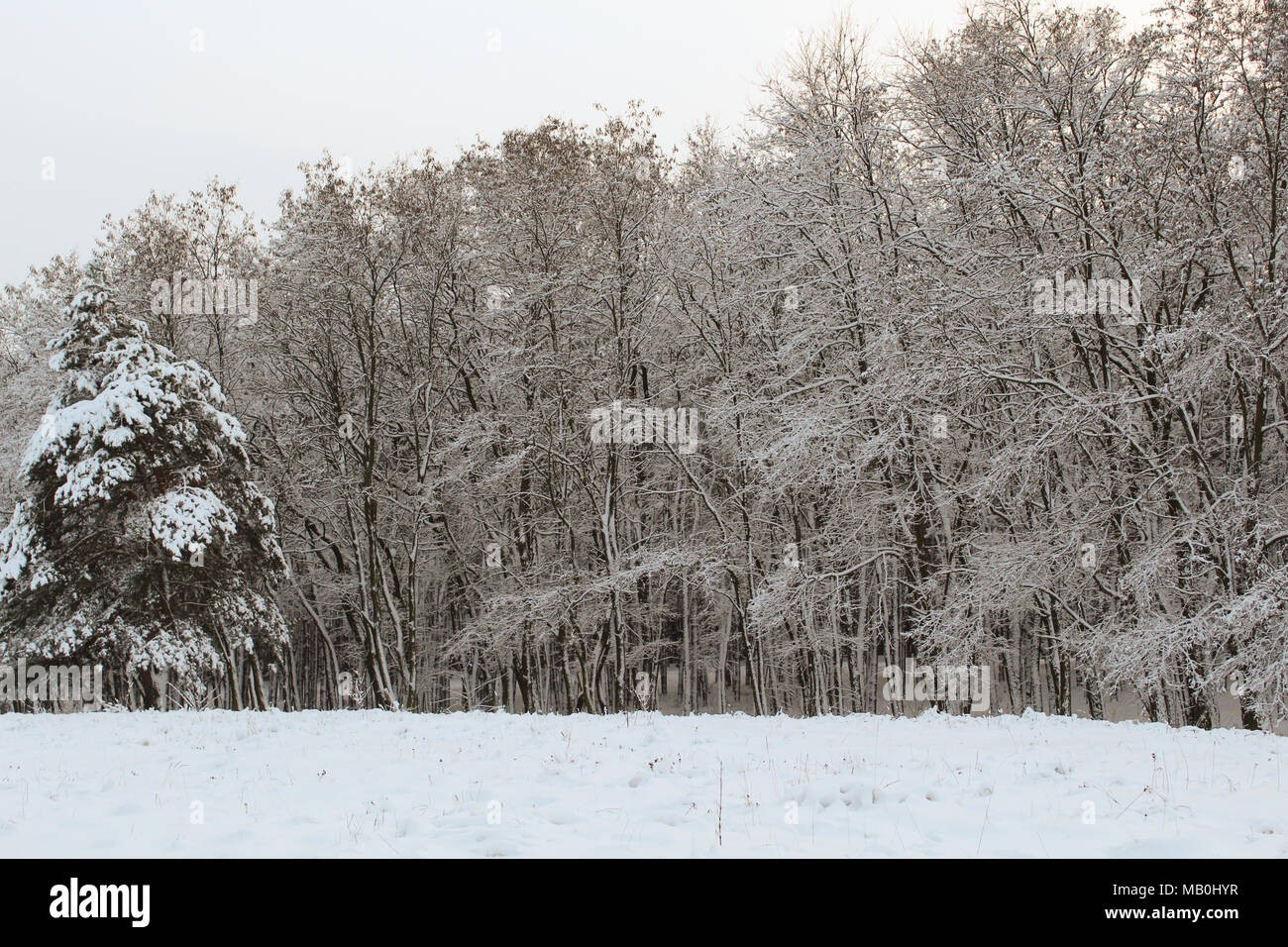 Tree face wonderland forest hi-res stock photography and images - Alamy