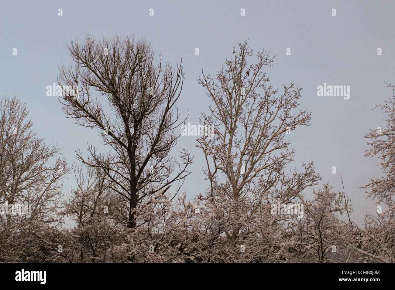 Tree face wonderland forest hi-res stock photography and images - Alamy