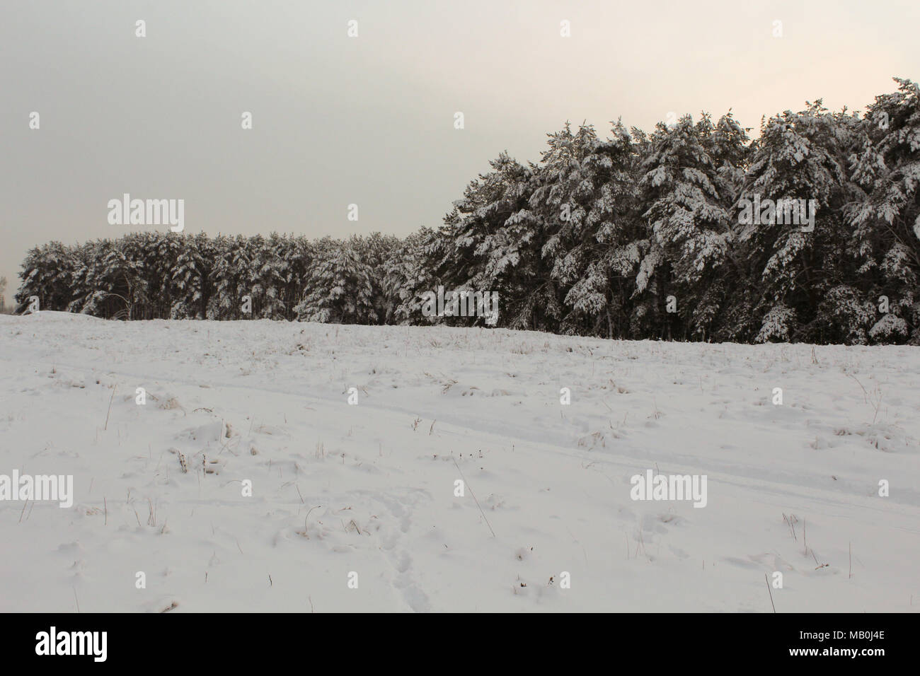 Tree face wonderland forest hi-res stock photography and images - Alamy