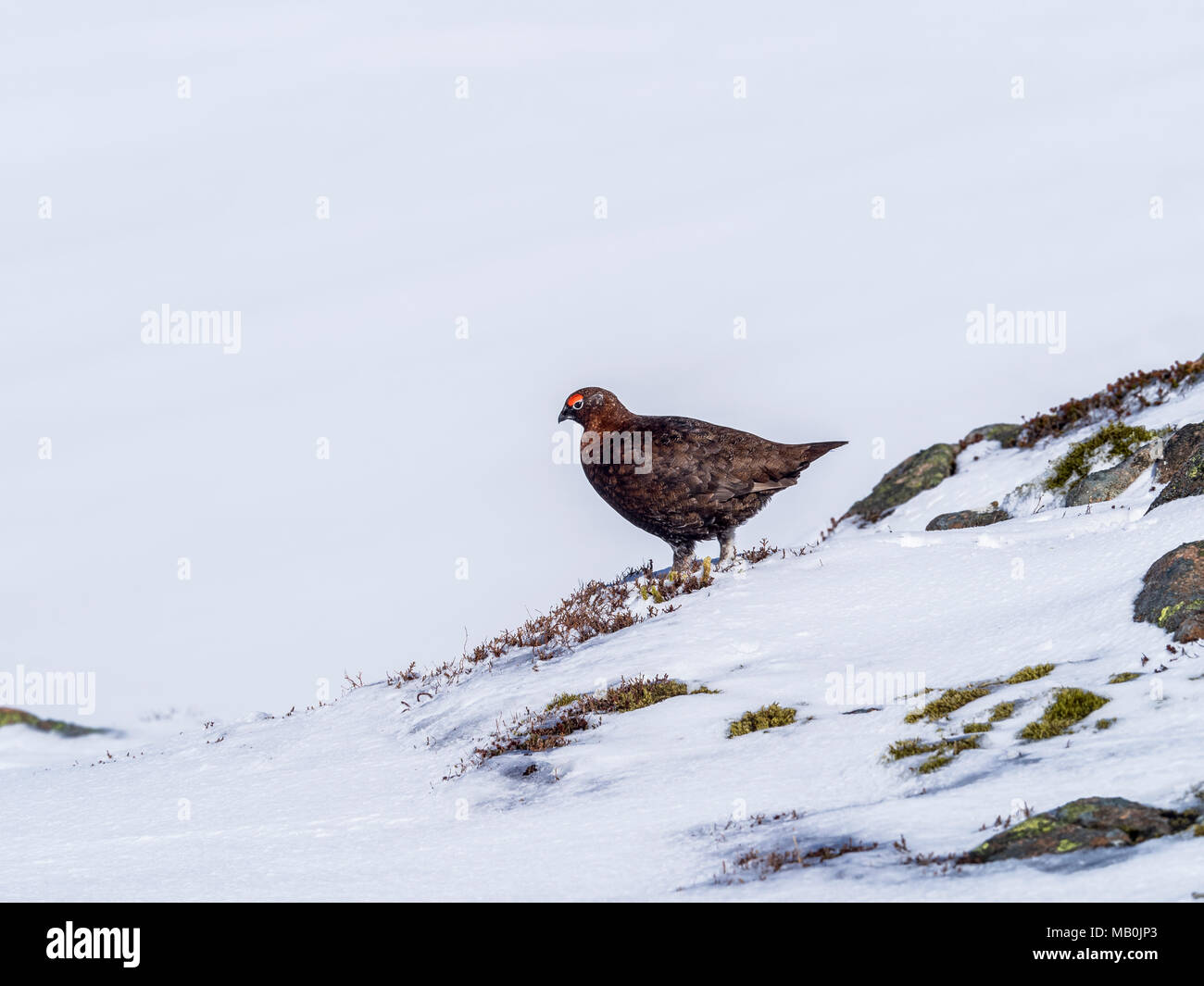 Scottish grouse hi-res stock photography and images - Alamy