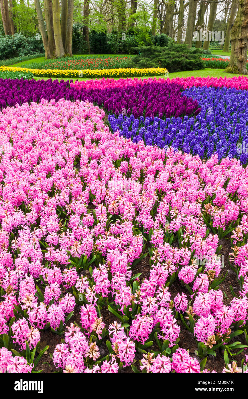 Netherlands lisse keukenhof hi-res stock photography and images - Alamy