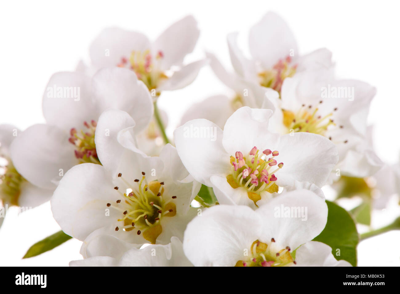 Pear tree cut out hi-res stock photography and images - Alamy