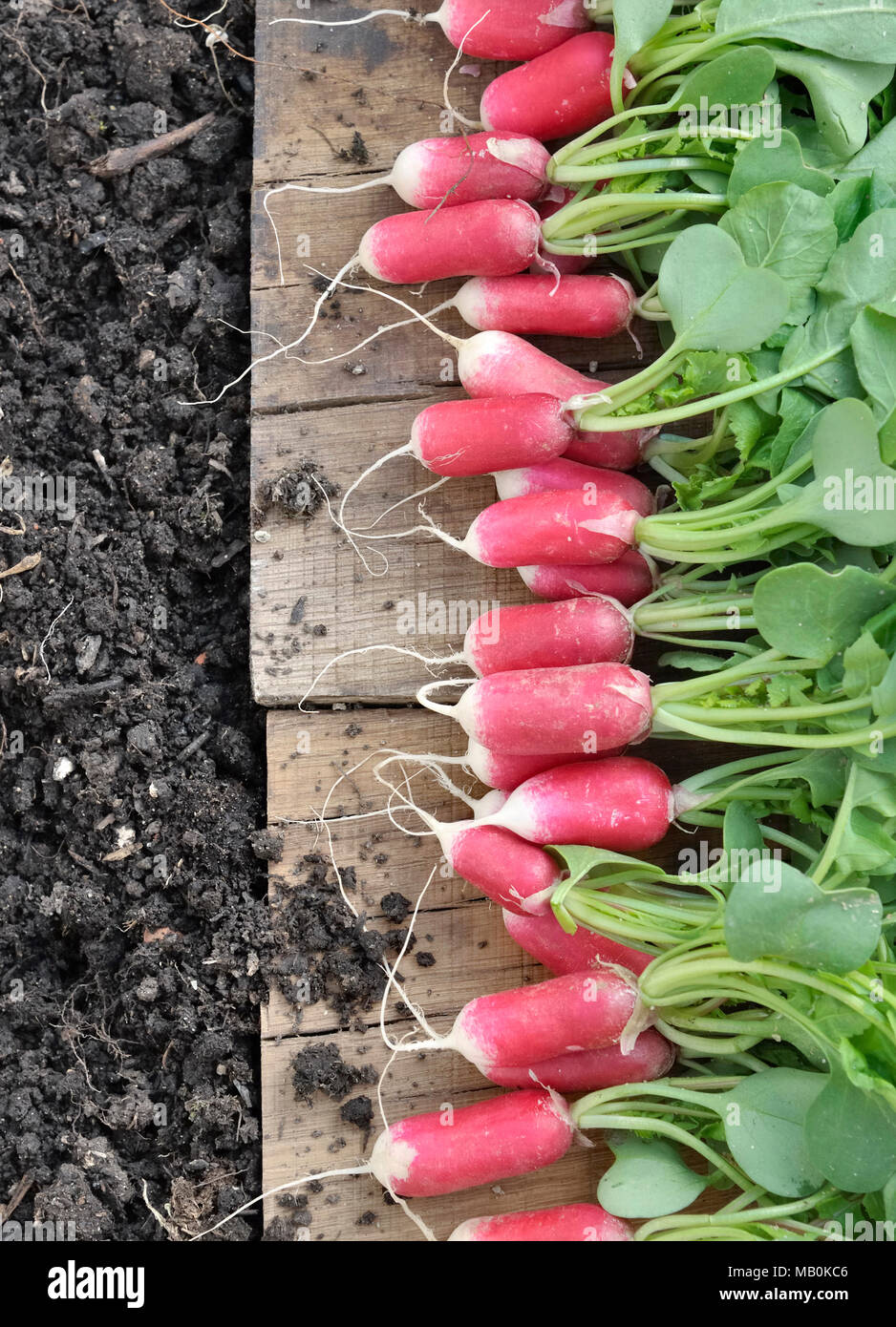 Garden soil plank hi-res stock photography and images - Alamy
