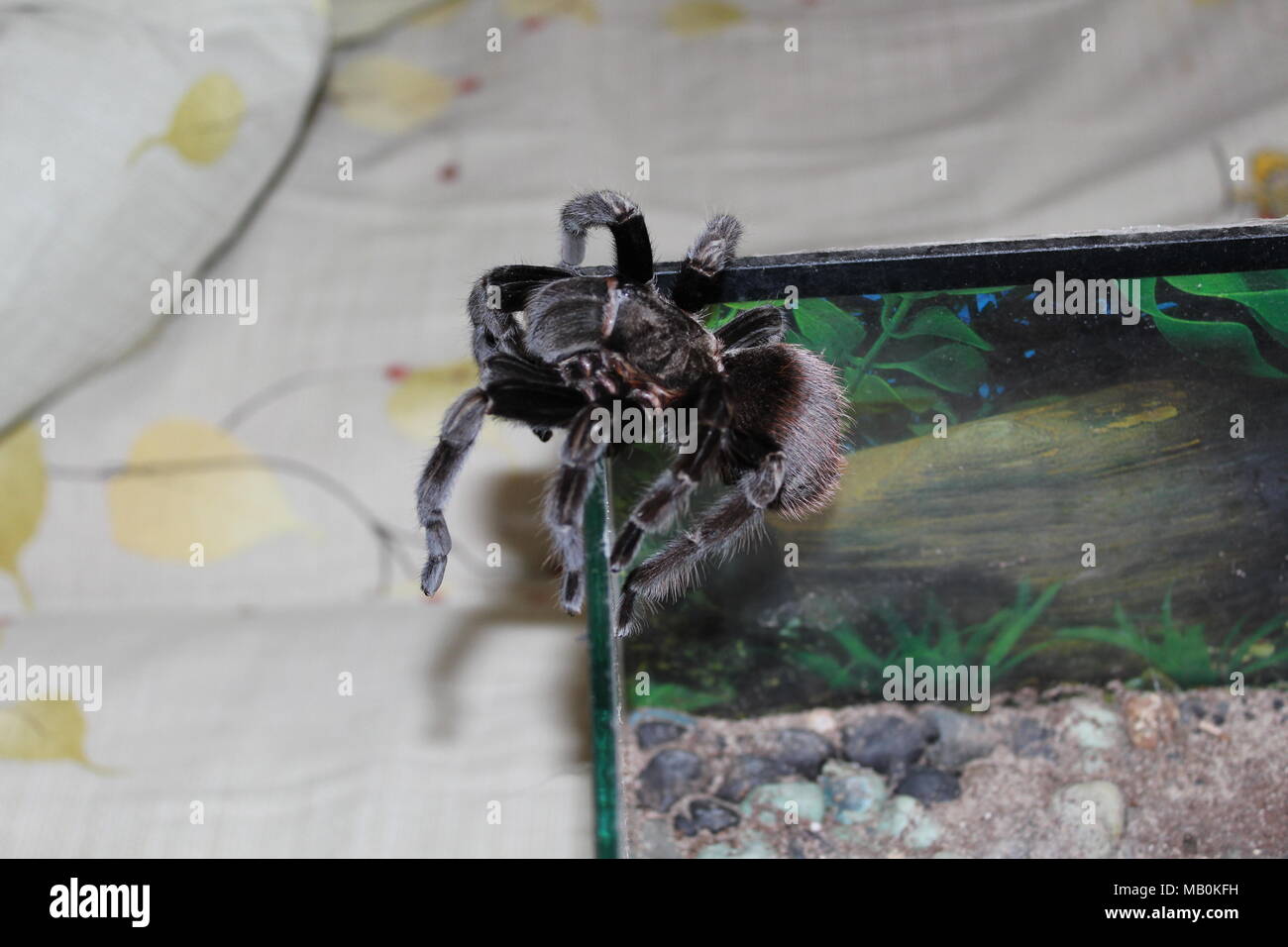 Close up tarantula walking hi-res stock photography and images - Alamy