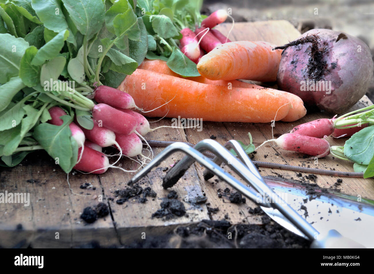 fresh vegetables harvesting and put on a plank with gardening tools ...
