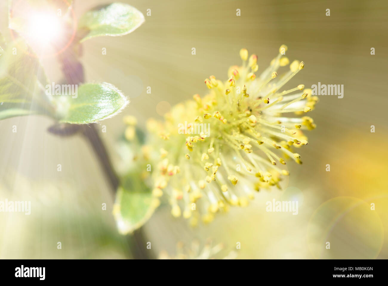 willow tree in bloom Stock Photo - Alamy