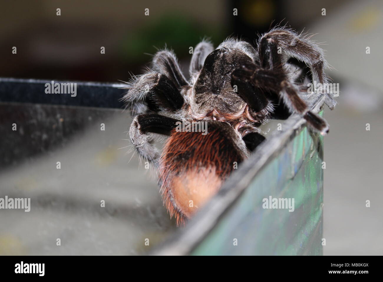Black velvet tarantula hi-res stock photography and images - Alamy