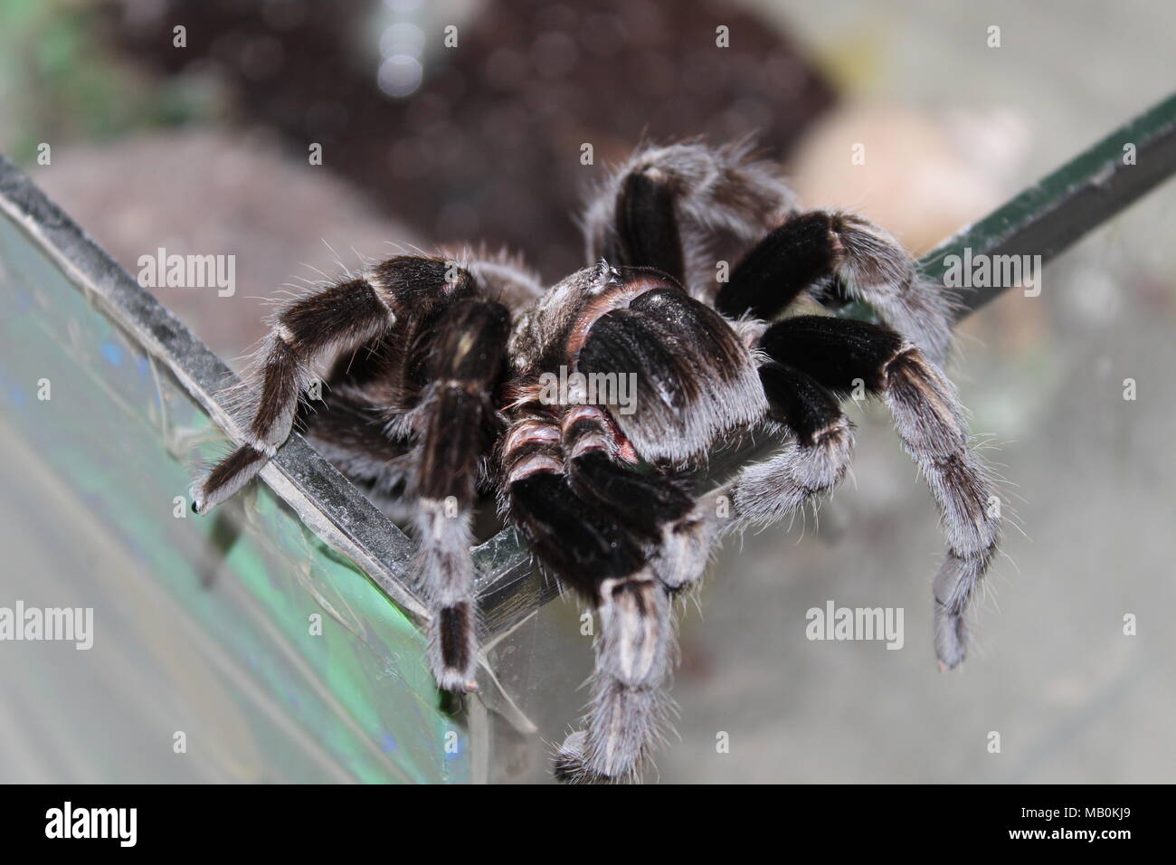 Terrarium web tarantula spider hi-res stock photography and images - Alamy