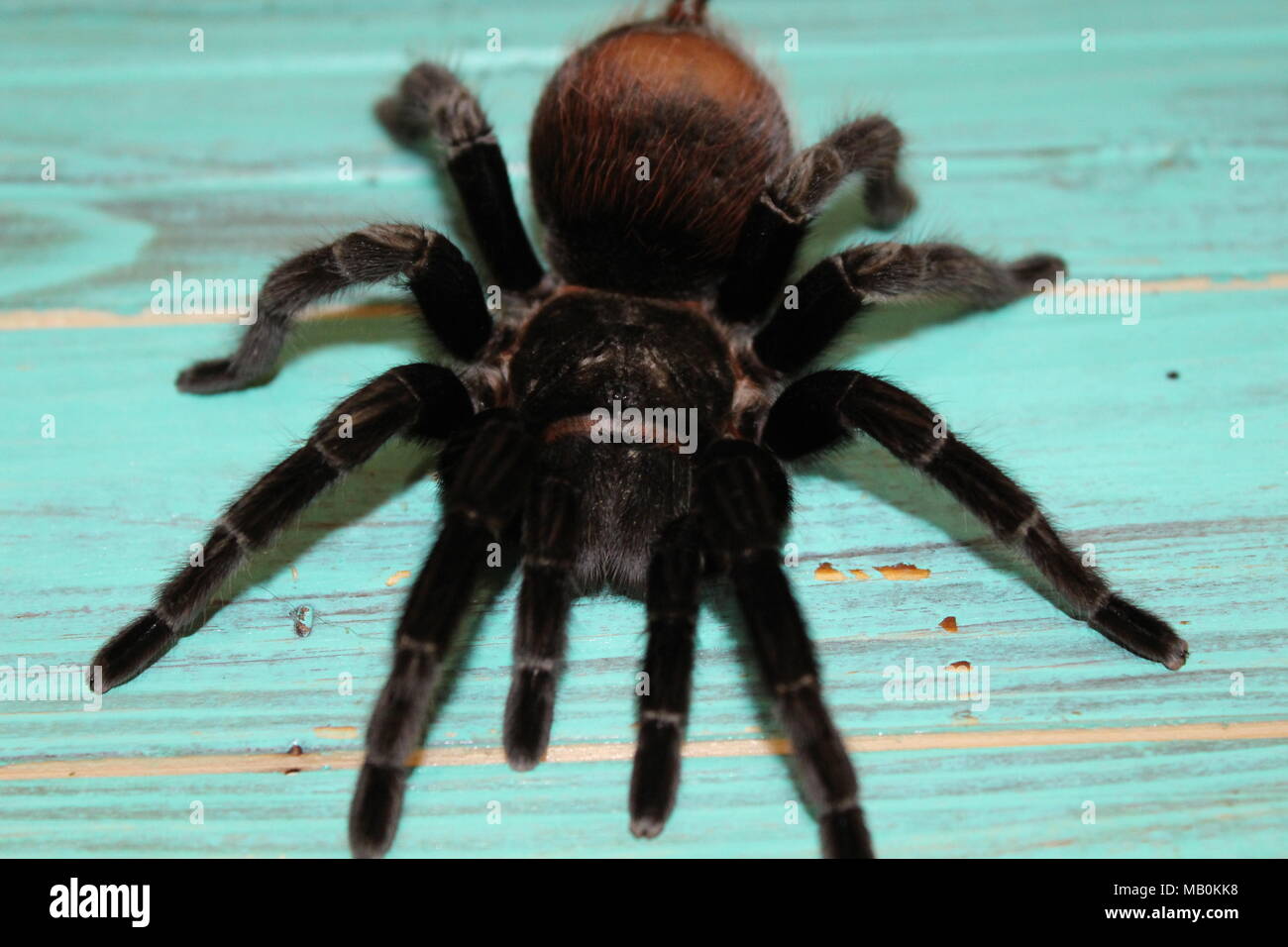 Mexican beauty spider hi-res stock photography and images - Alamy
