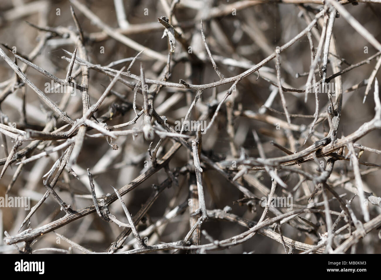 Thorn branches and dark background hi-res stock photography and images ...