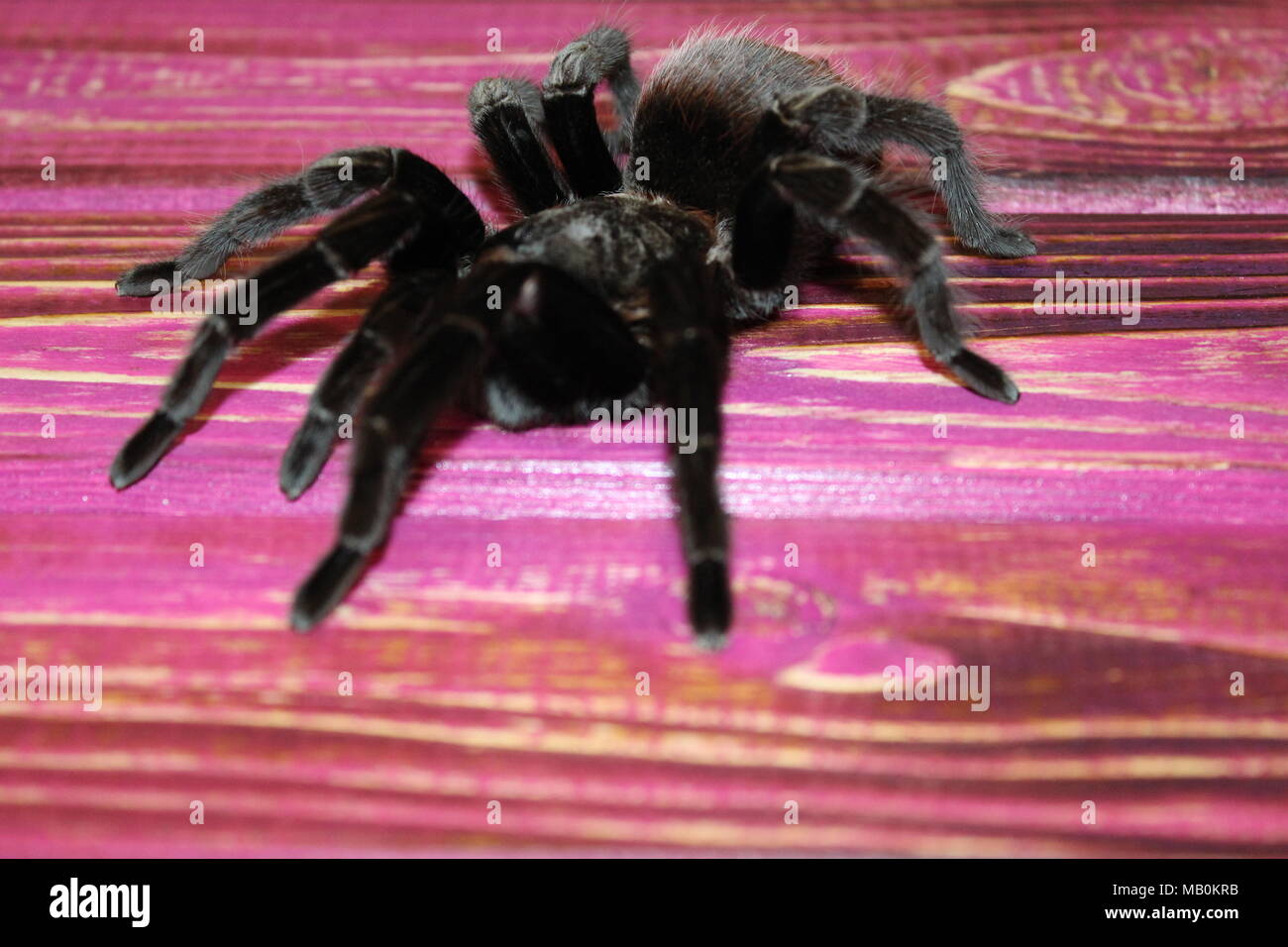 Red rump tarantula hi-res stock photography and images - Alamy