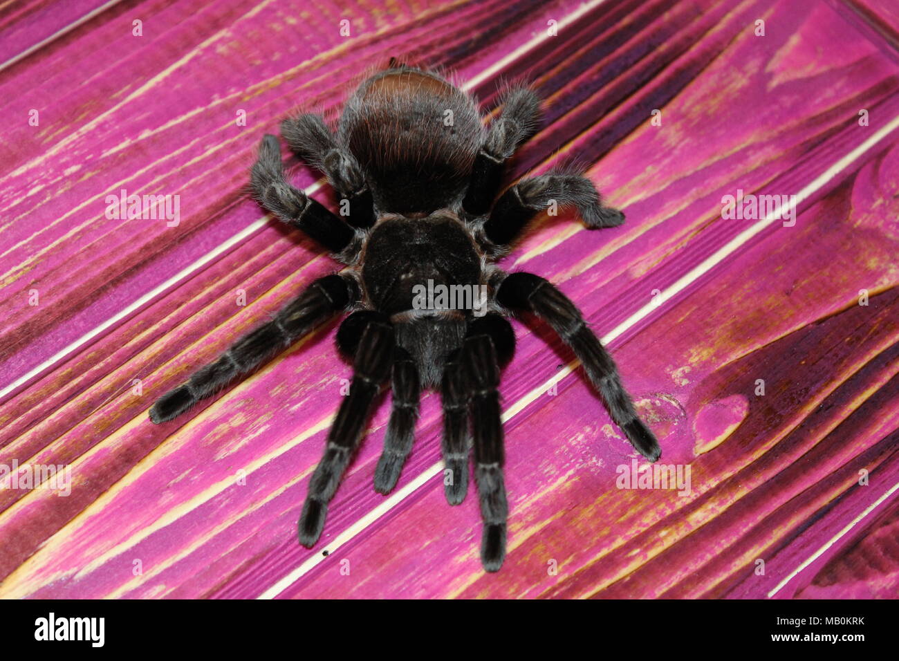 Spider, tarantula Stock Photo - Alamy