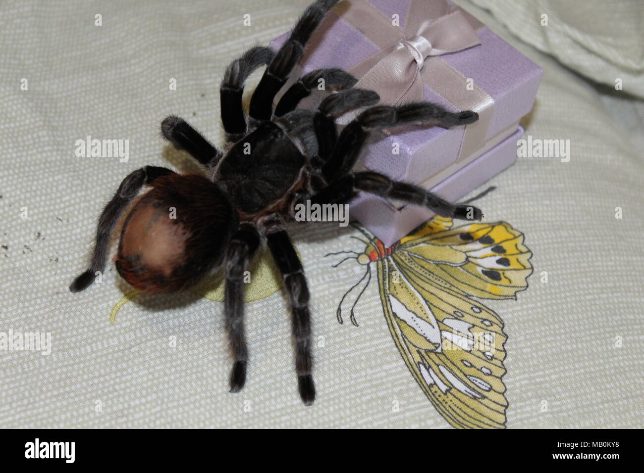 Pet tarantulas hi-res stock photography and images - Alamy