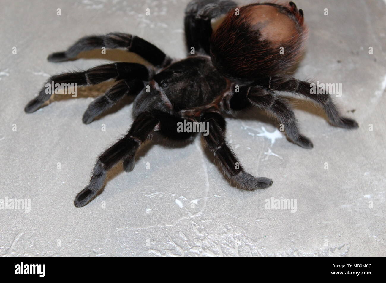 Red rump tarantula hi-res stock photography and images - Alamy