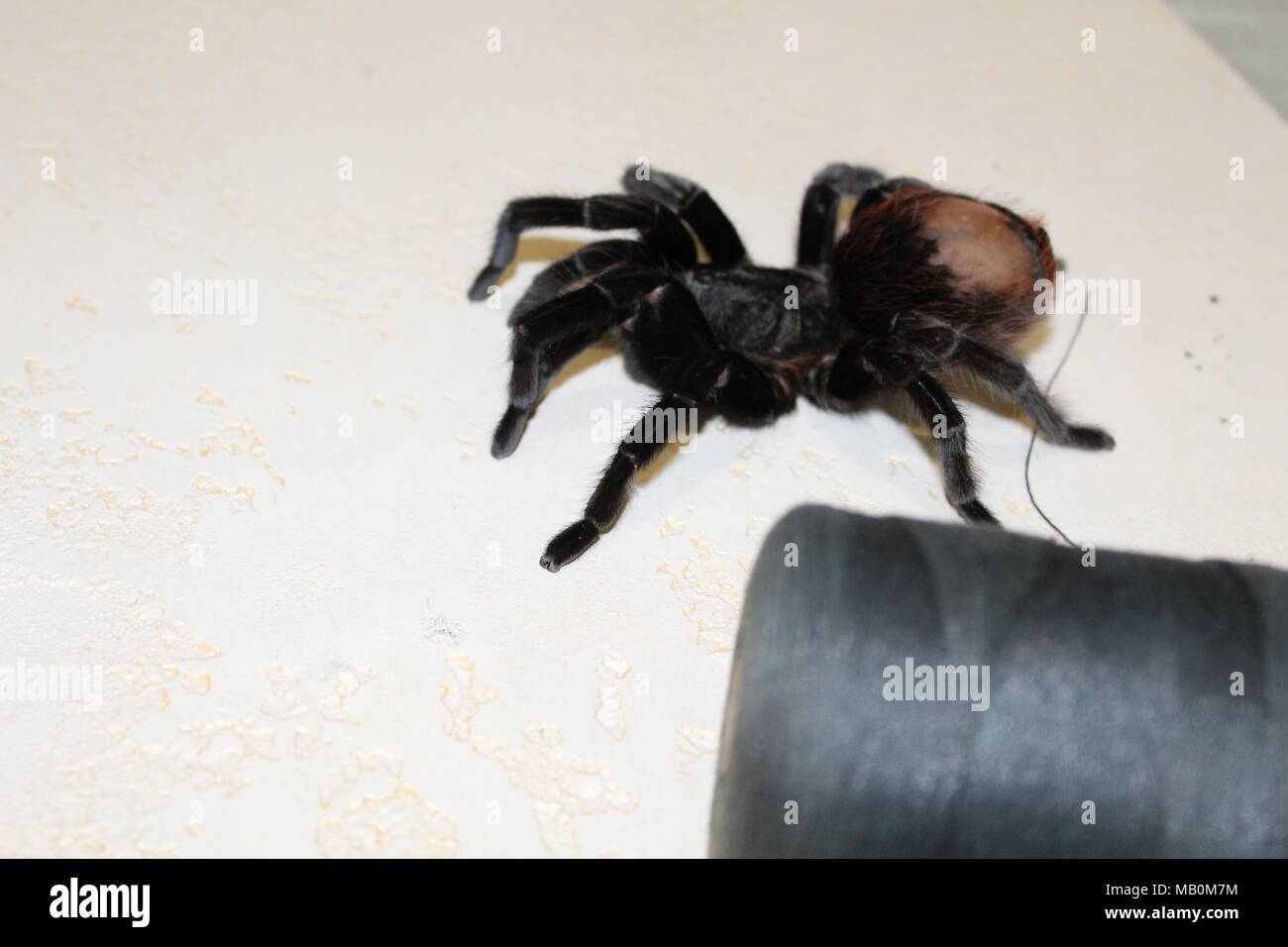 Red rump tarantula hi-res stock photography and images - Alamy